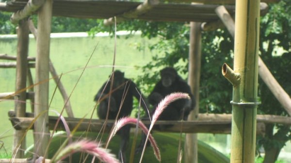 Monkeys discussing about something in Mysore Zoo | Veethi